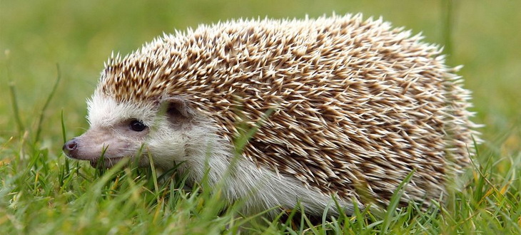 ფორექსის სტრატეგია "Hedge Hog - 2"