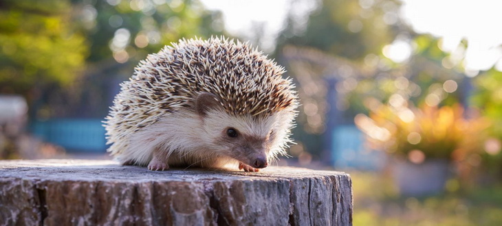 ფორექსის სტრატეგია "Hedge Hog"